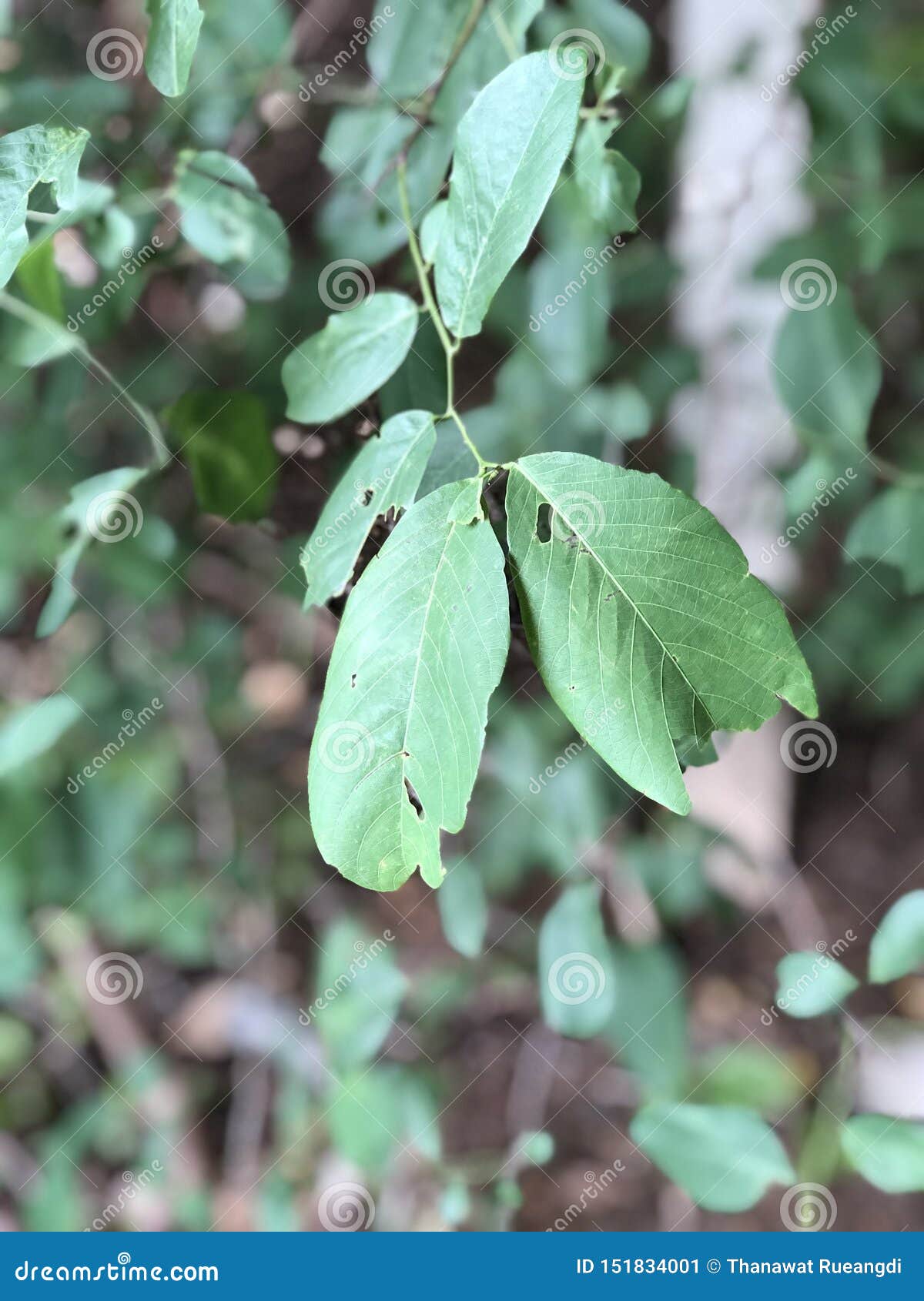 Leaf stock image. Image of deep, rainforest, swamp, leaf - 151834001