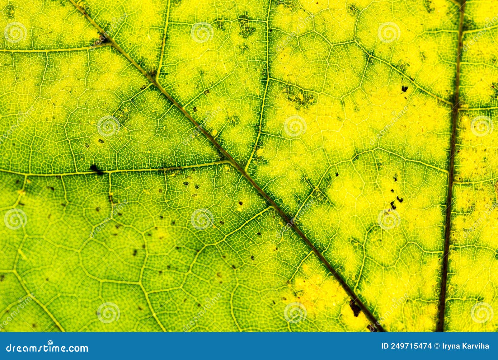 Leaf Green Macro Tree Bush Greenery Plant Color Light Nature Stock ...