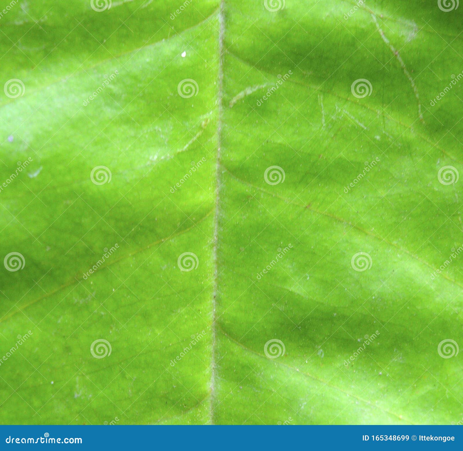Leaf Green of Mango Focus Texture Stock Image - Image of color, closeup ...