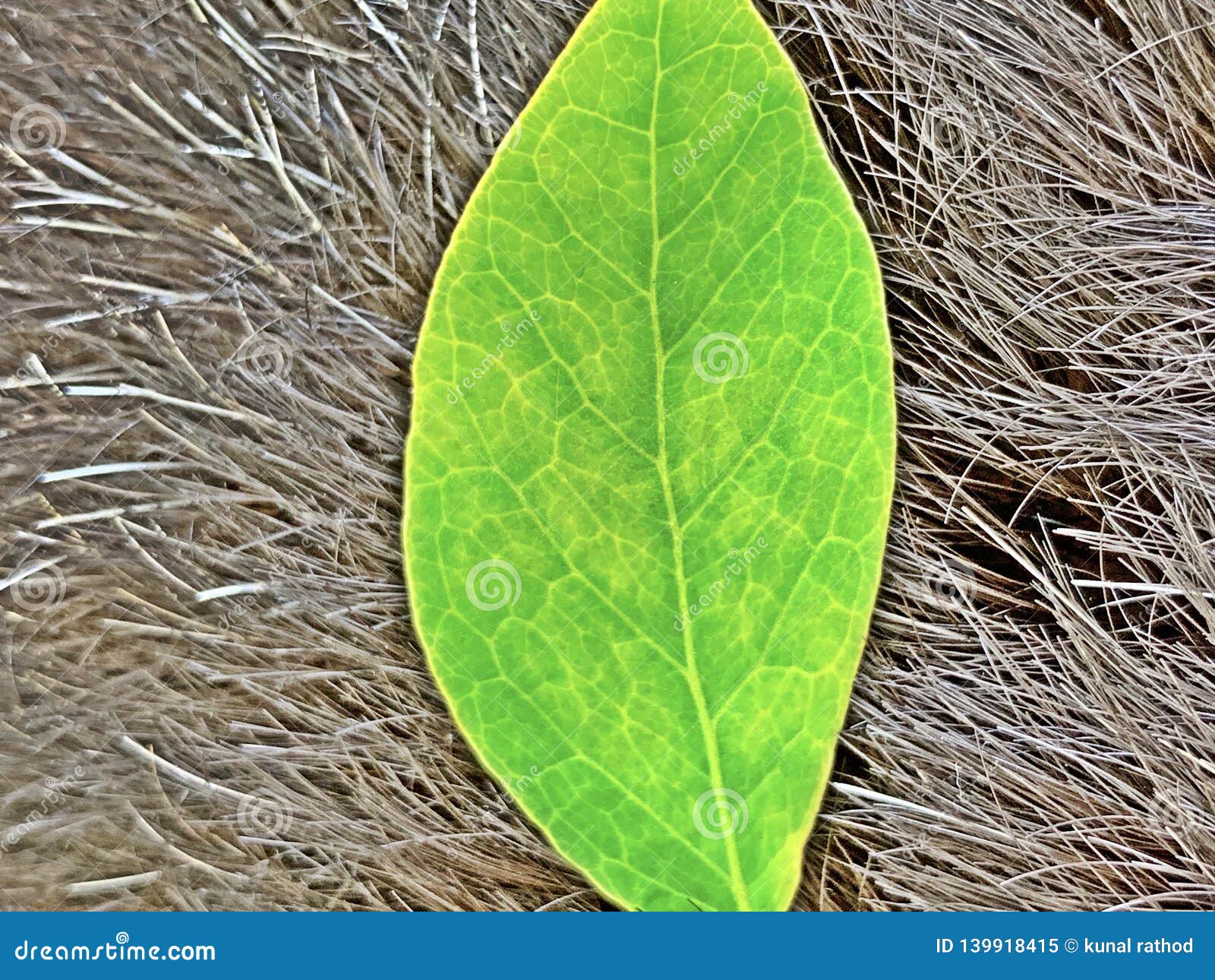 Messy Leaf Royalty-Free Stock Image | CartoonDealer.com #135597262