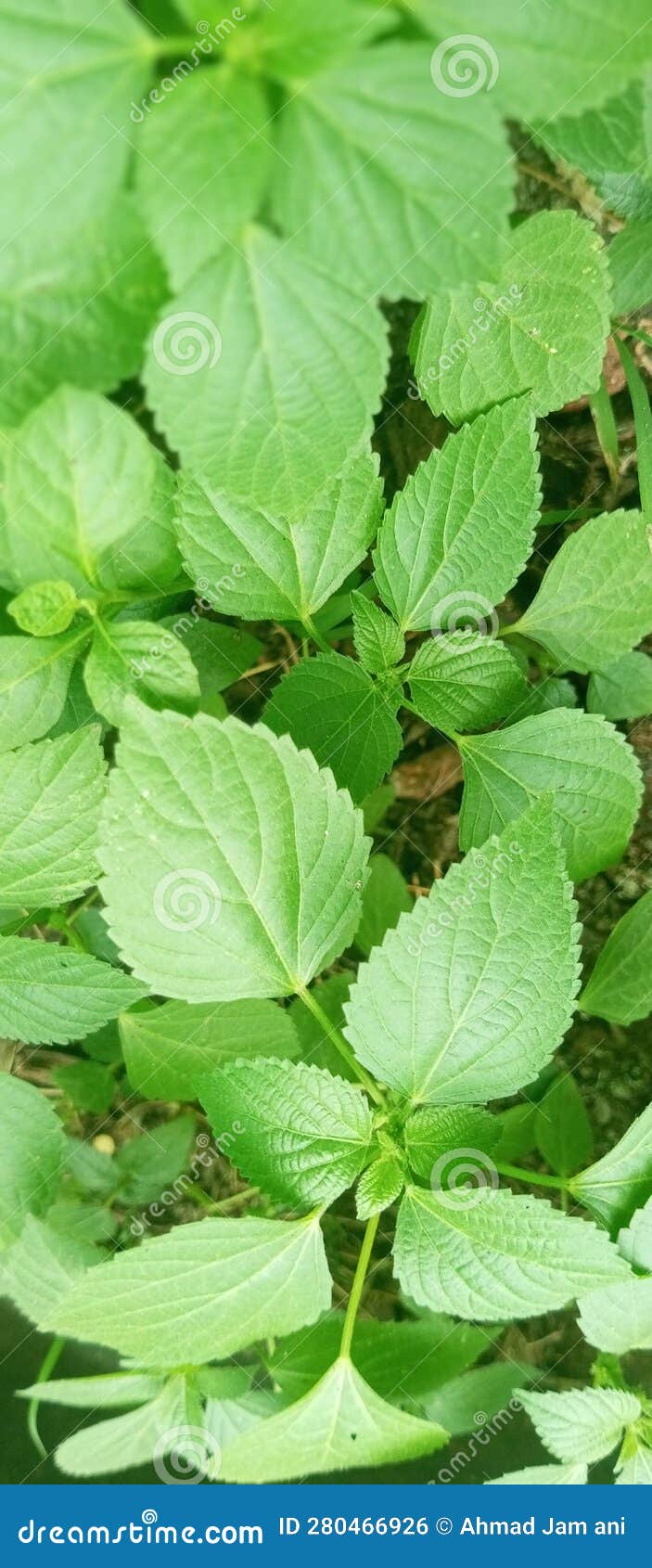 Leaf green portrait fresh stock photo. Image of fresh - 280466926