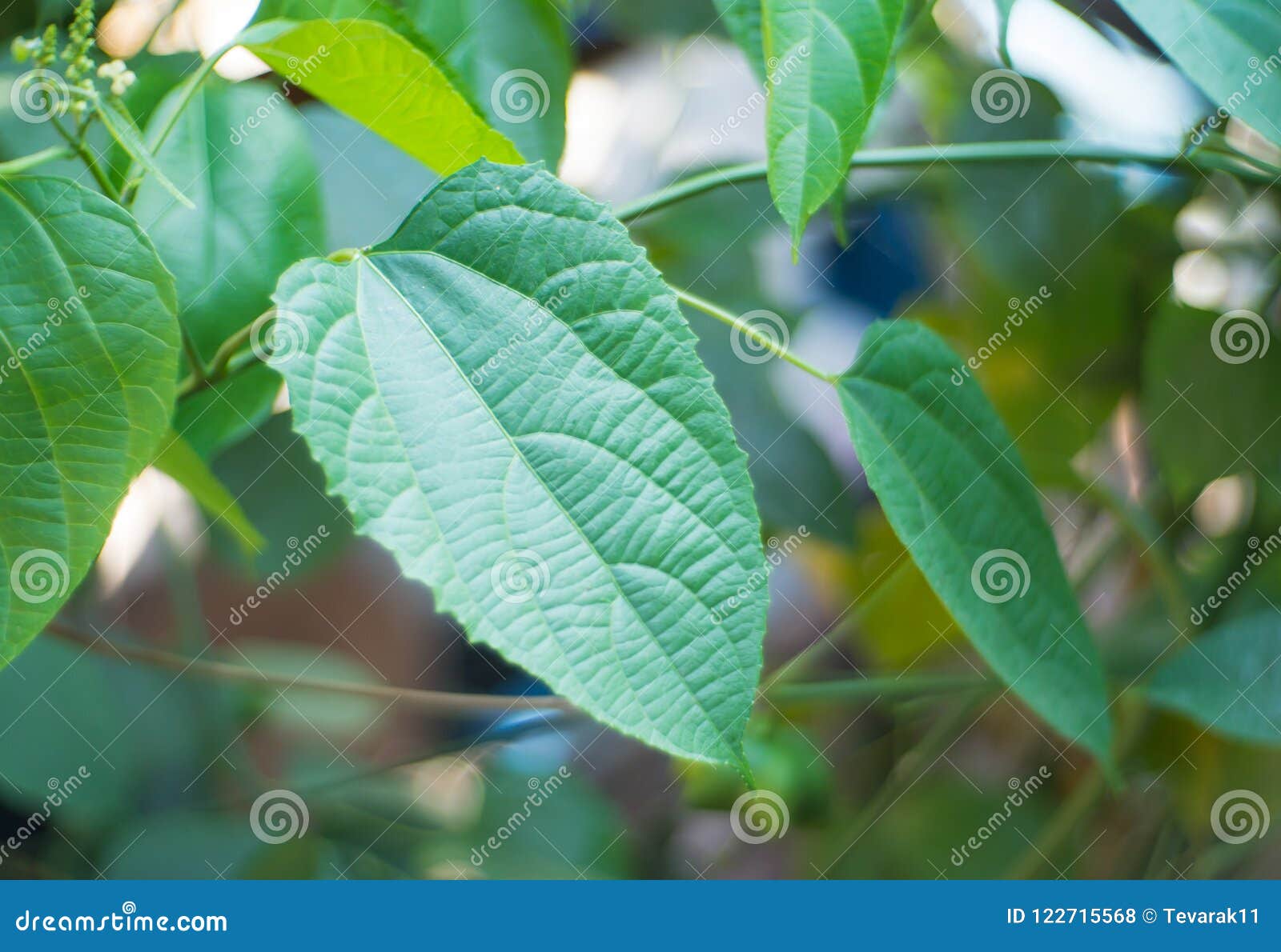 Leaf Green Sacha Inchi Hanging from a Sacha Inchi Tree Stock Photo ...