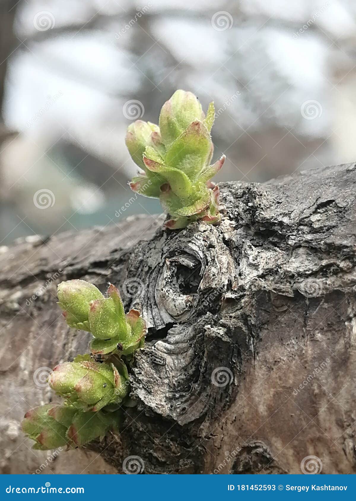 Leaf green sprin stock image. Image of soil, plant, wildflower - 181452593
