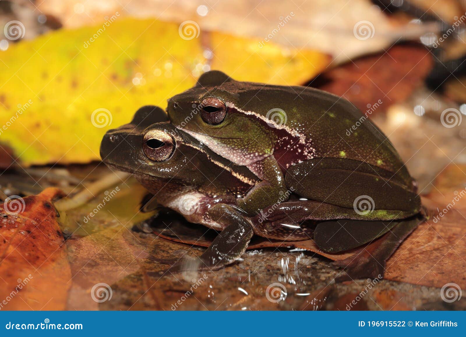 Leaf-green Tree Frog stock photo. Image of australia - 196915522