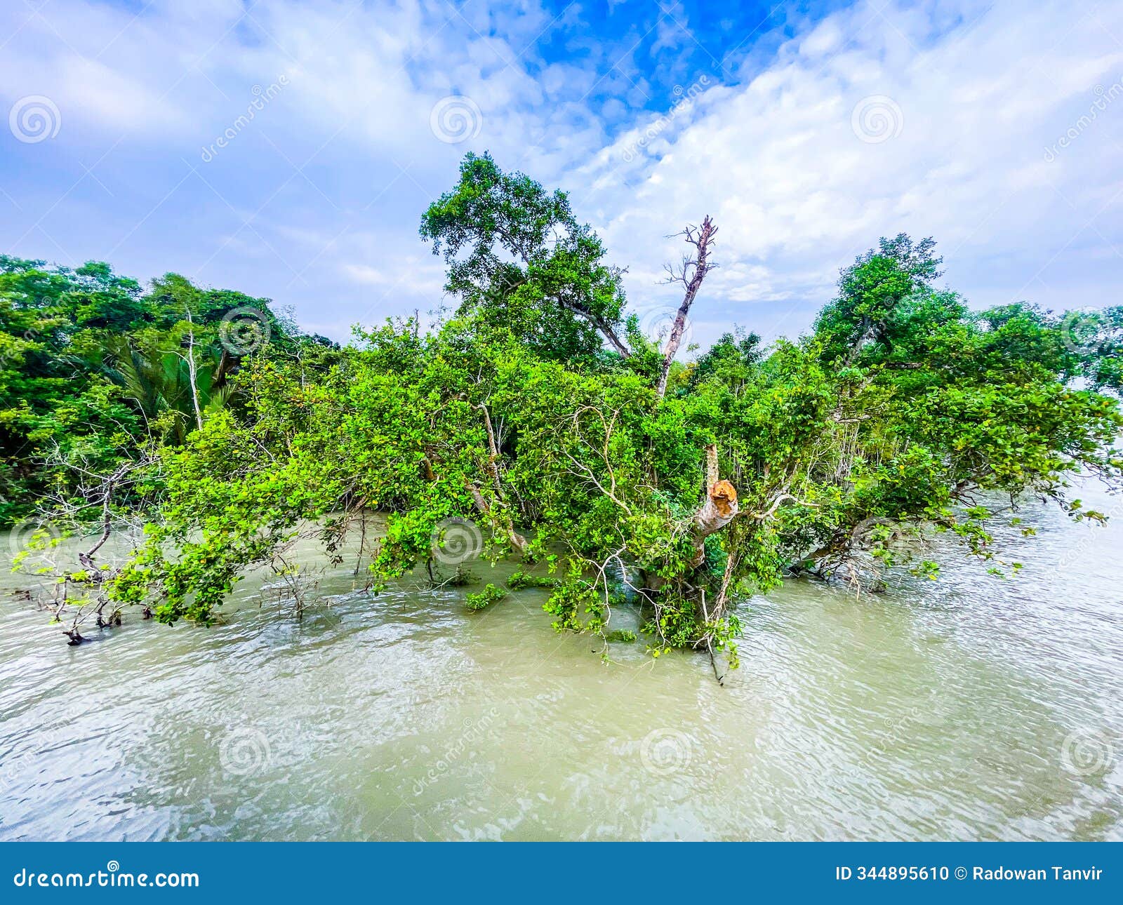 Leaf of a Green Tree Portrait View. Stock Photo - Image of branch ...