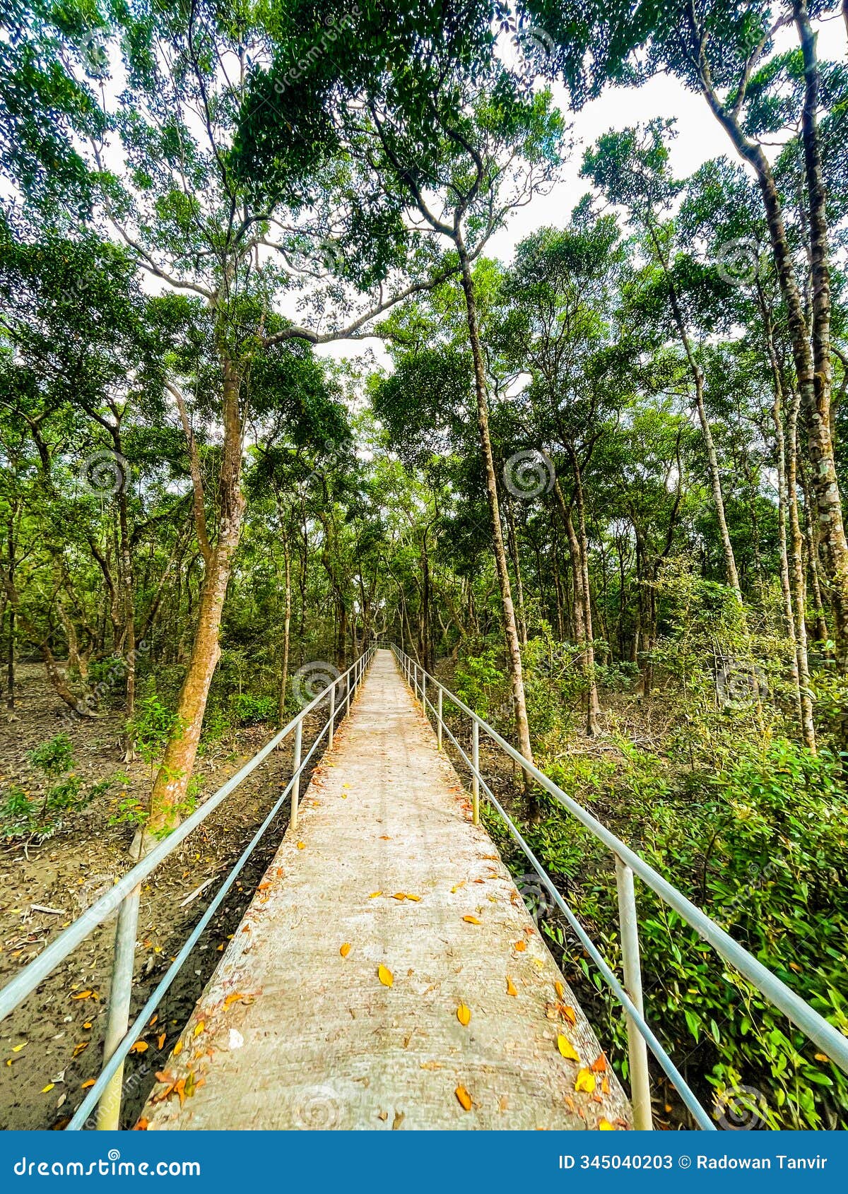 Leaf of a Green Tree Portrait View. Stock Image - Image of nature ...