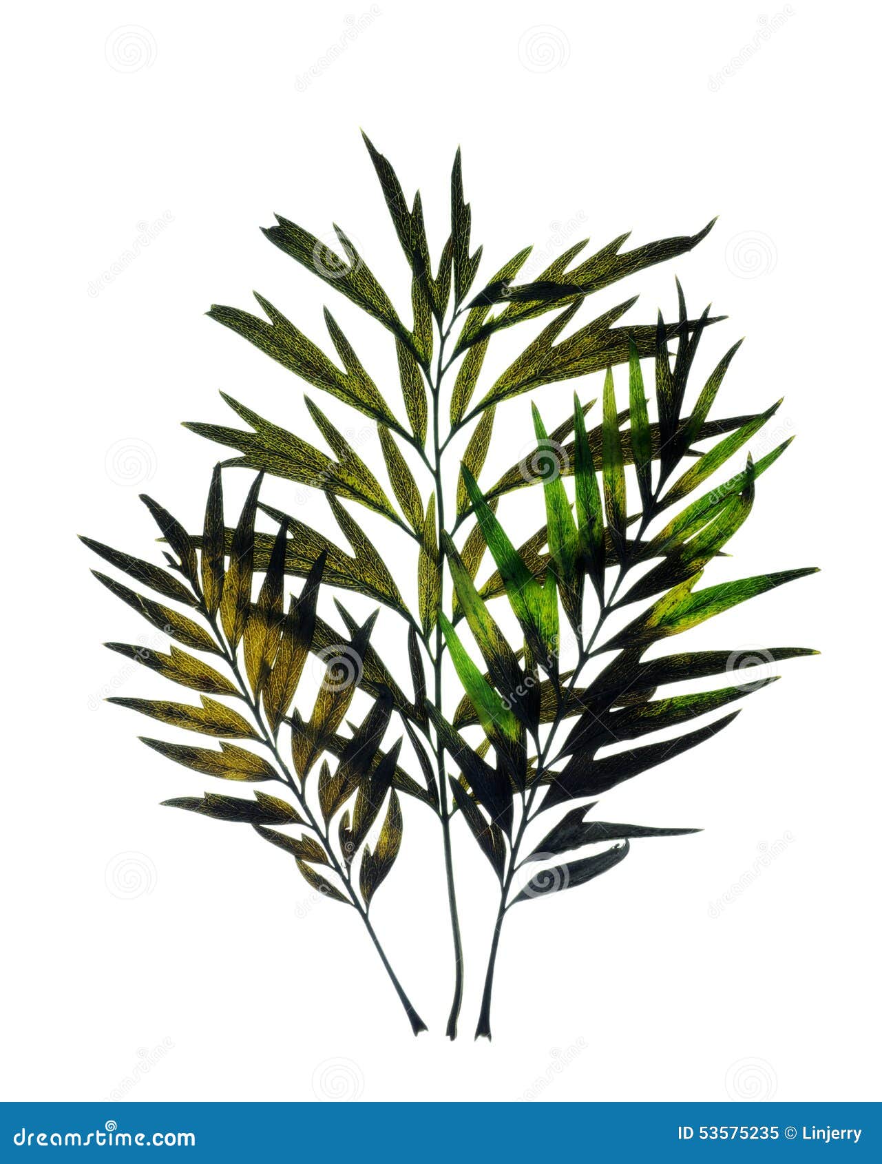 Leaf of Grevillea Robusta Isolated on White Stock Image - Image of ...