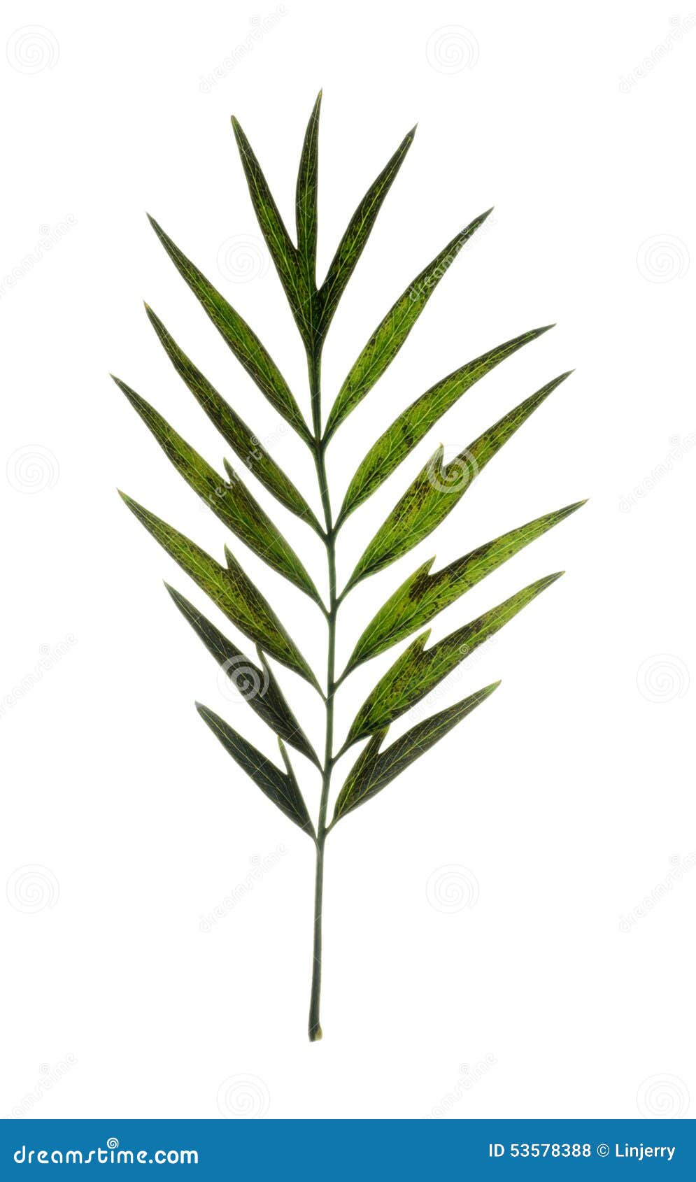 Grevillea Robusta Leaf