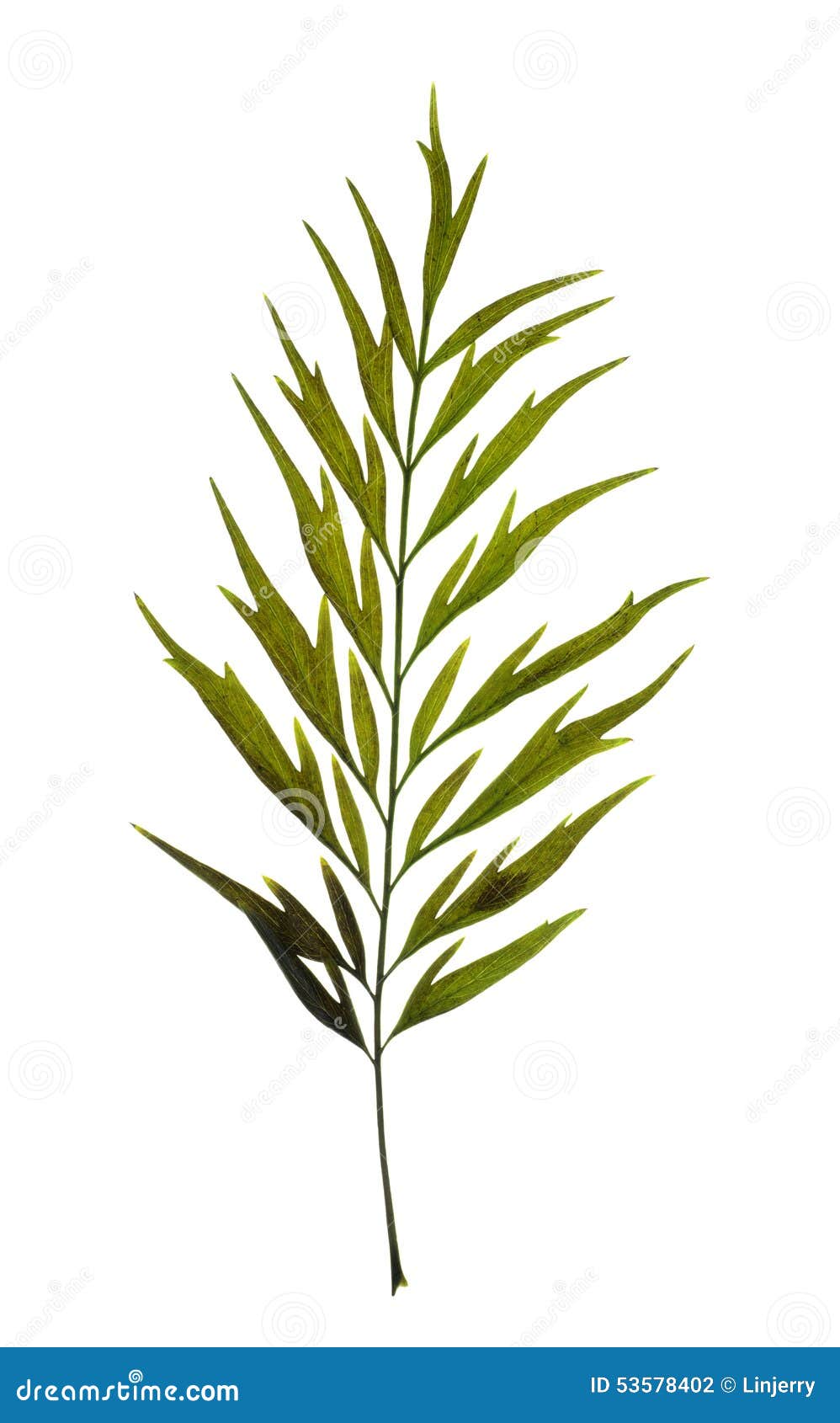 Leaf of Grevillea Robusta Isolated on White Stock Photo - Image of ...
