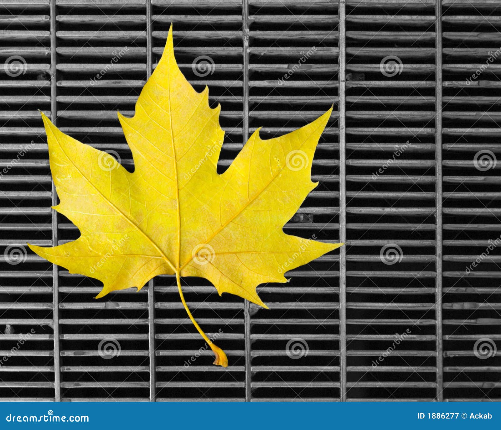 Leaf on grid stock image. Image of canada, single, fall - 1886277