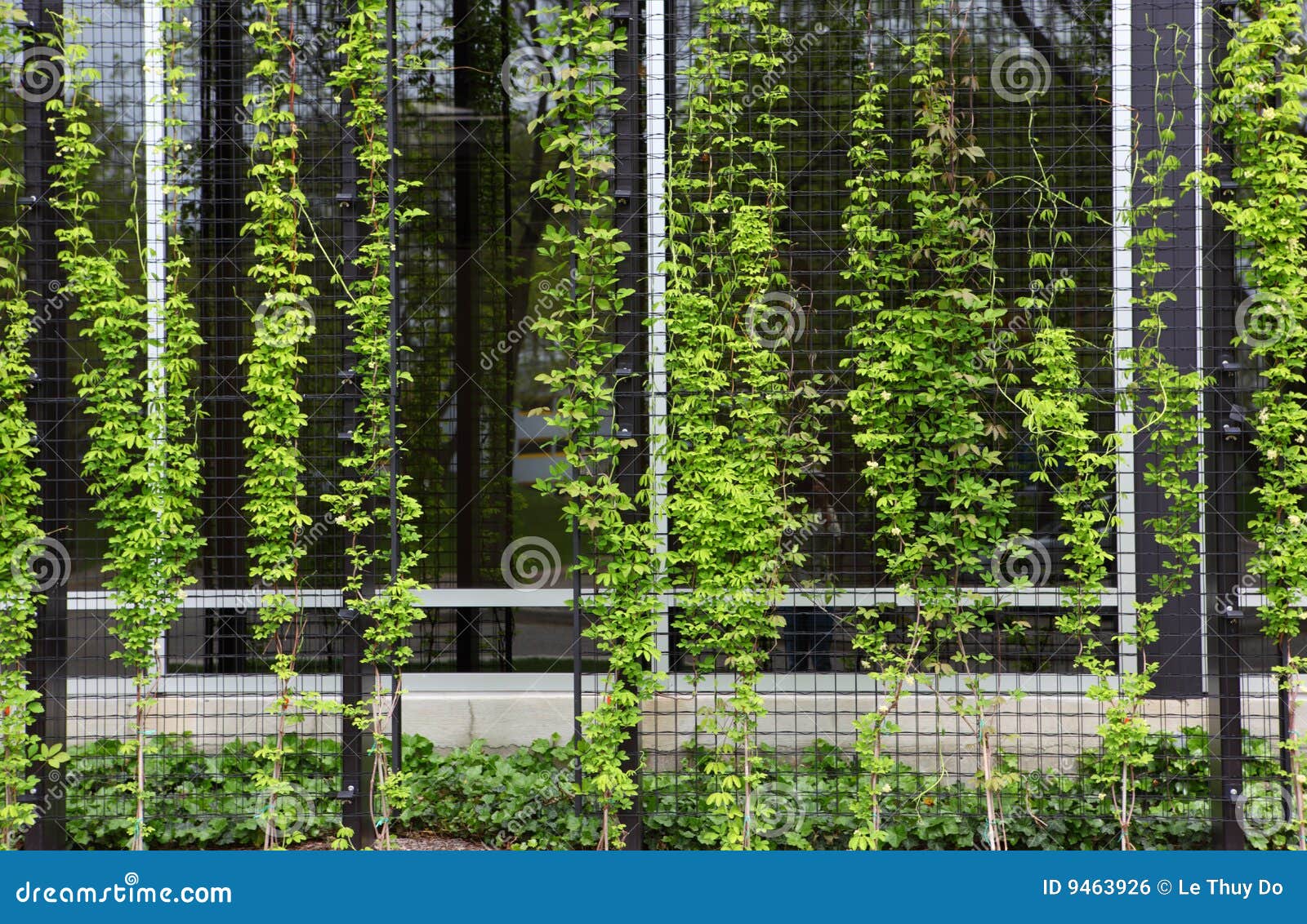 Leaf and Grid stock photo. Image of leafs, pattern, wall - 9463926
