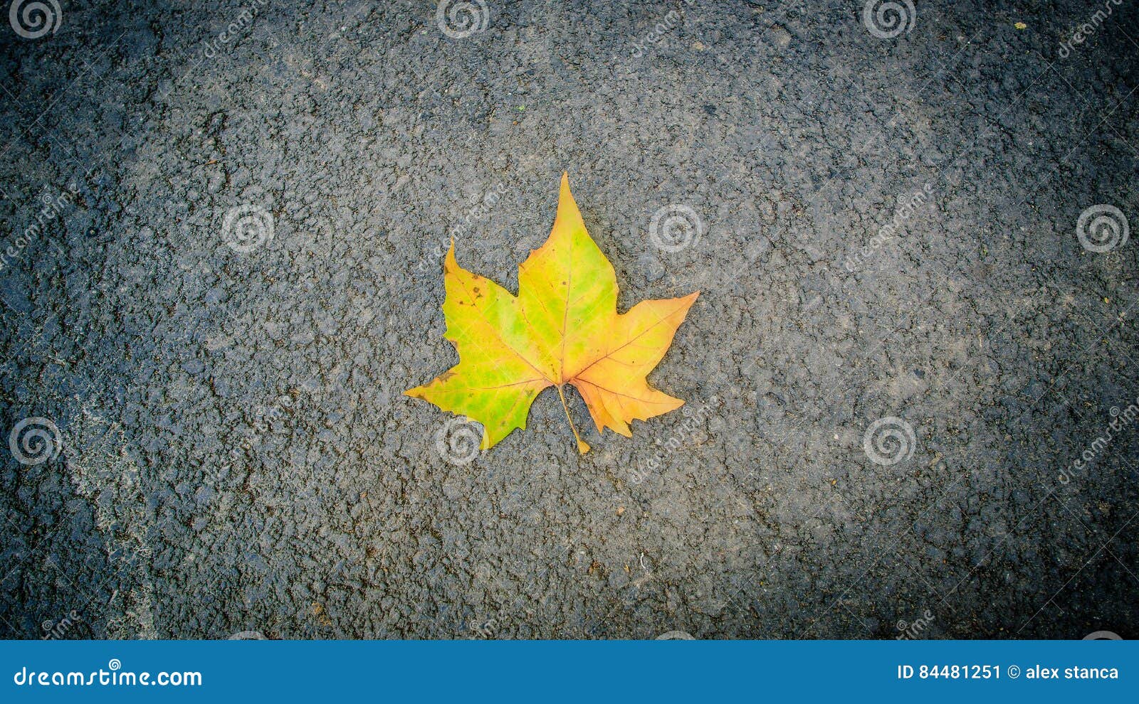 Leaf on the ground stock image. Image of fall, yellow - 84481251