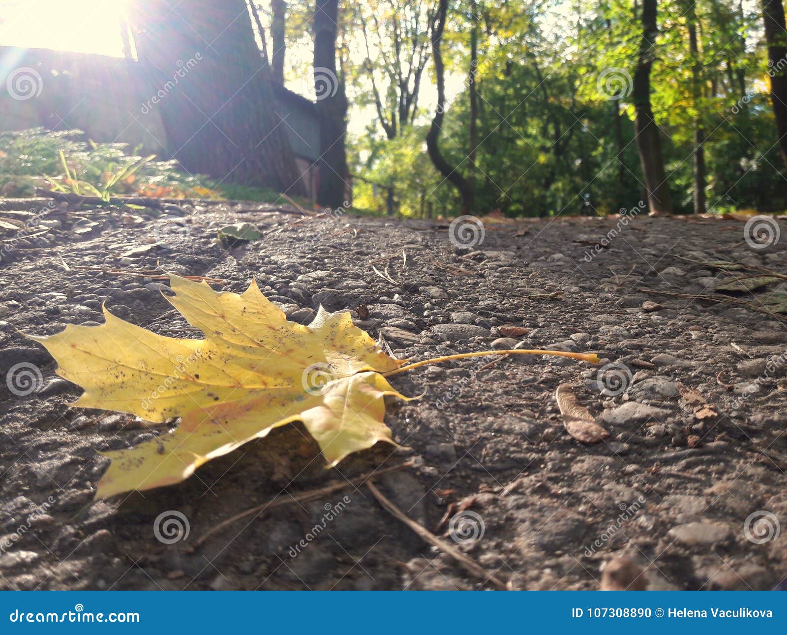 Leaf on the ground stock photo. Image of harvest, wood - 107308890