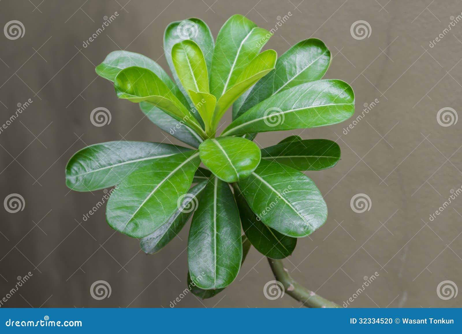 Leaf group stock photo. Image of environmental, green - 32334520
