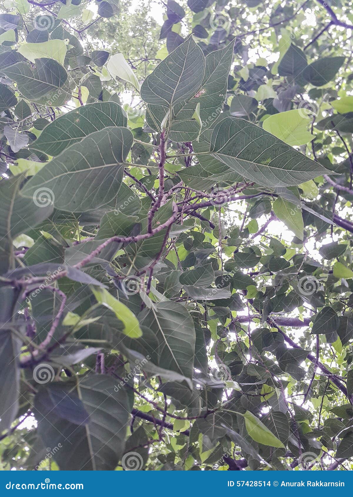 Leaf Group stock photo. Image of texture, trunk, green - 57428514