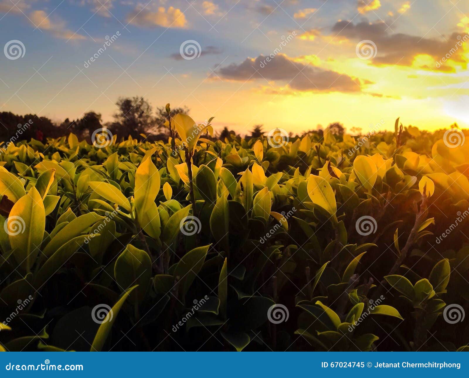 Leaf stock image. Image of leaf, tree, group, light, warm - 67024745