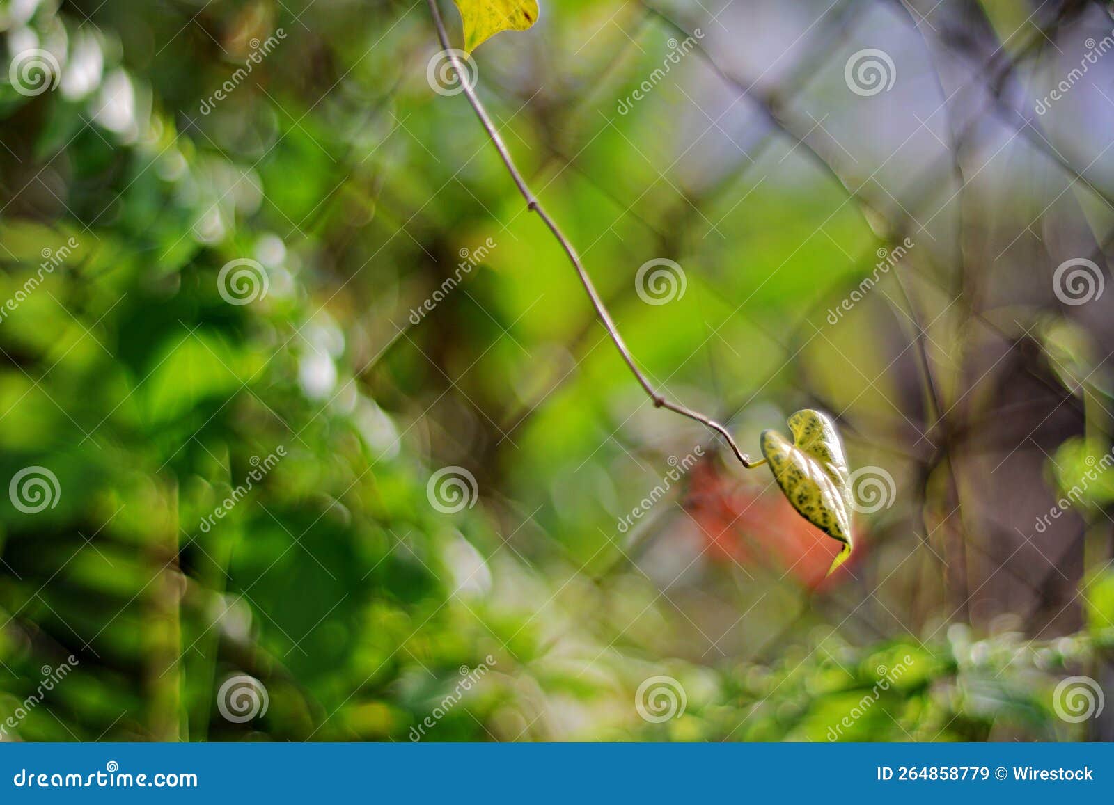 Leaf Growing on a Chain Link Fence. Stock Image - Image of nature, wire ...