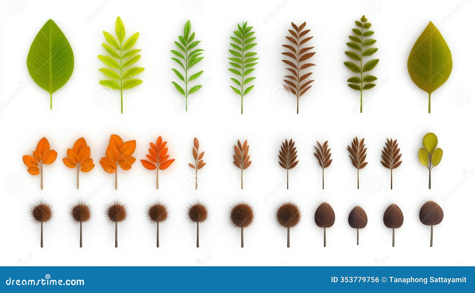 Leaf Growth Stages Collection Illustrates Leaf Development Showcasing ...
