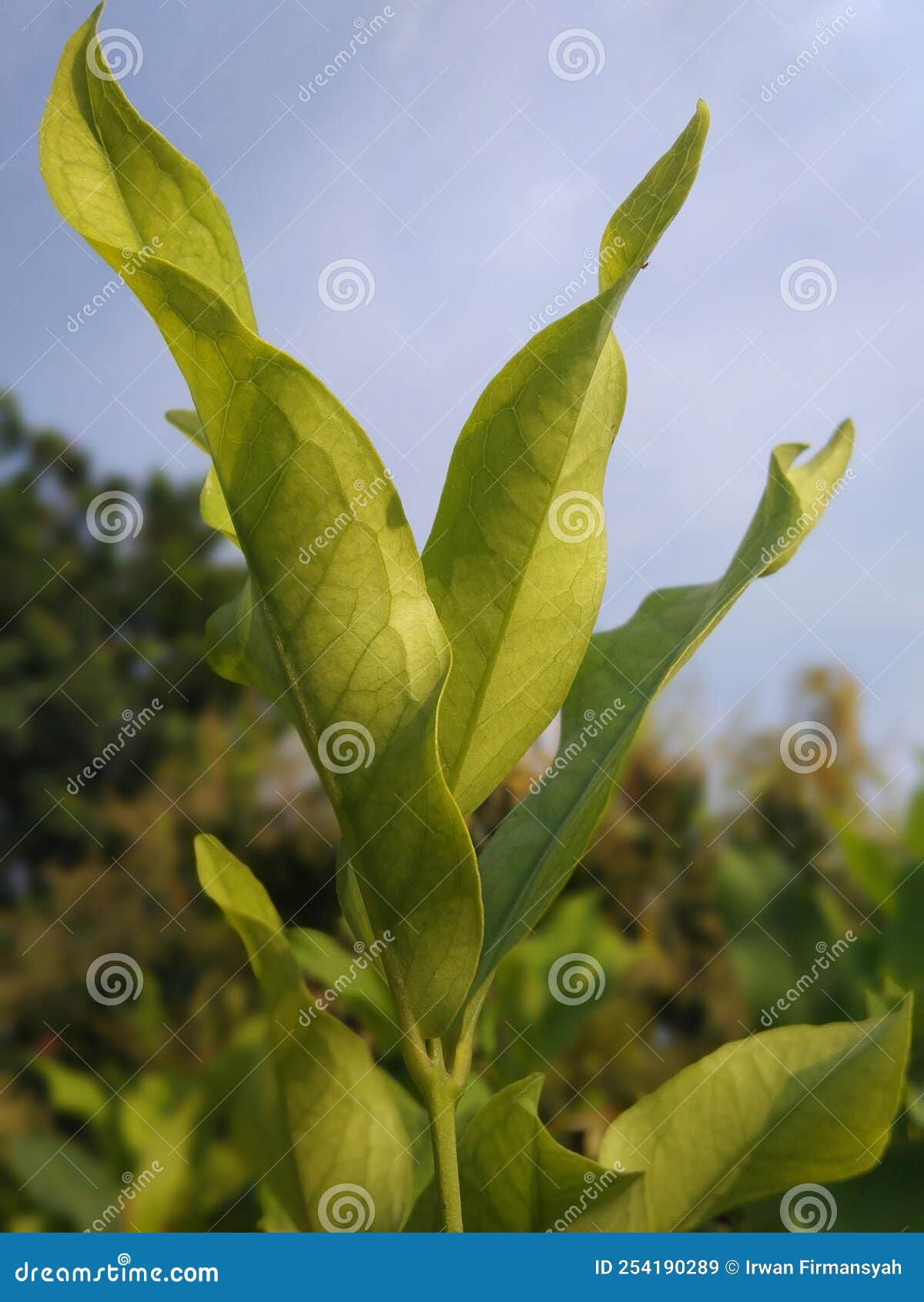Leaf guava stock image. Image of autumn, nature, shrub - 254190289