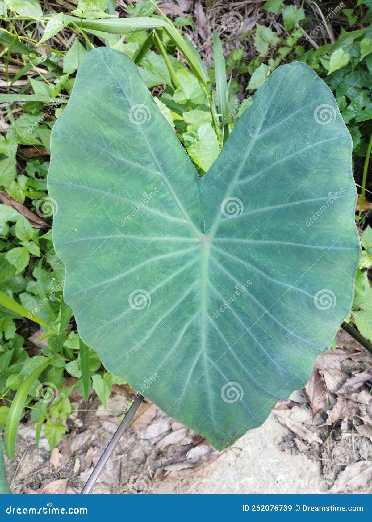 A leaf of a habarala tree stock image. Image of nature - 262076739