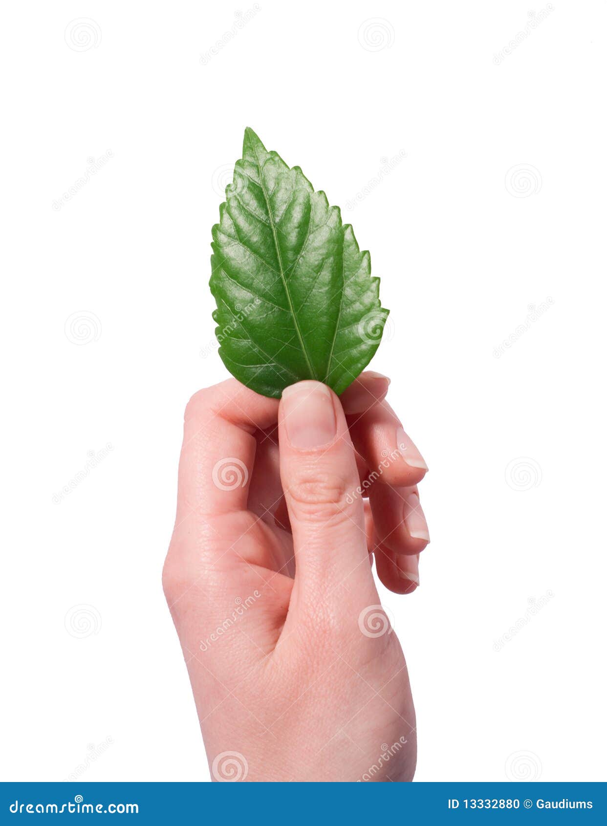 Leaf in hand stock photo. Image of still, adults, naturopathy - 13332880
