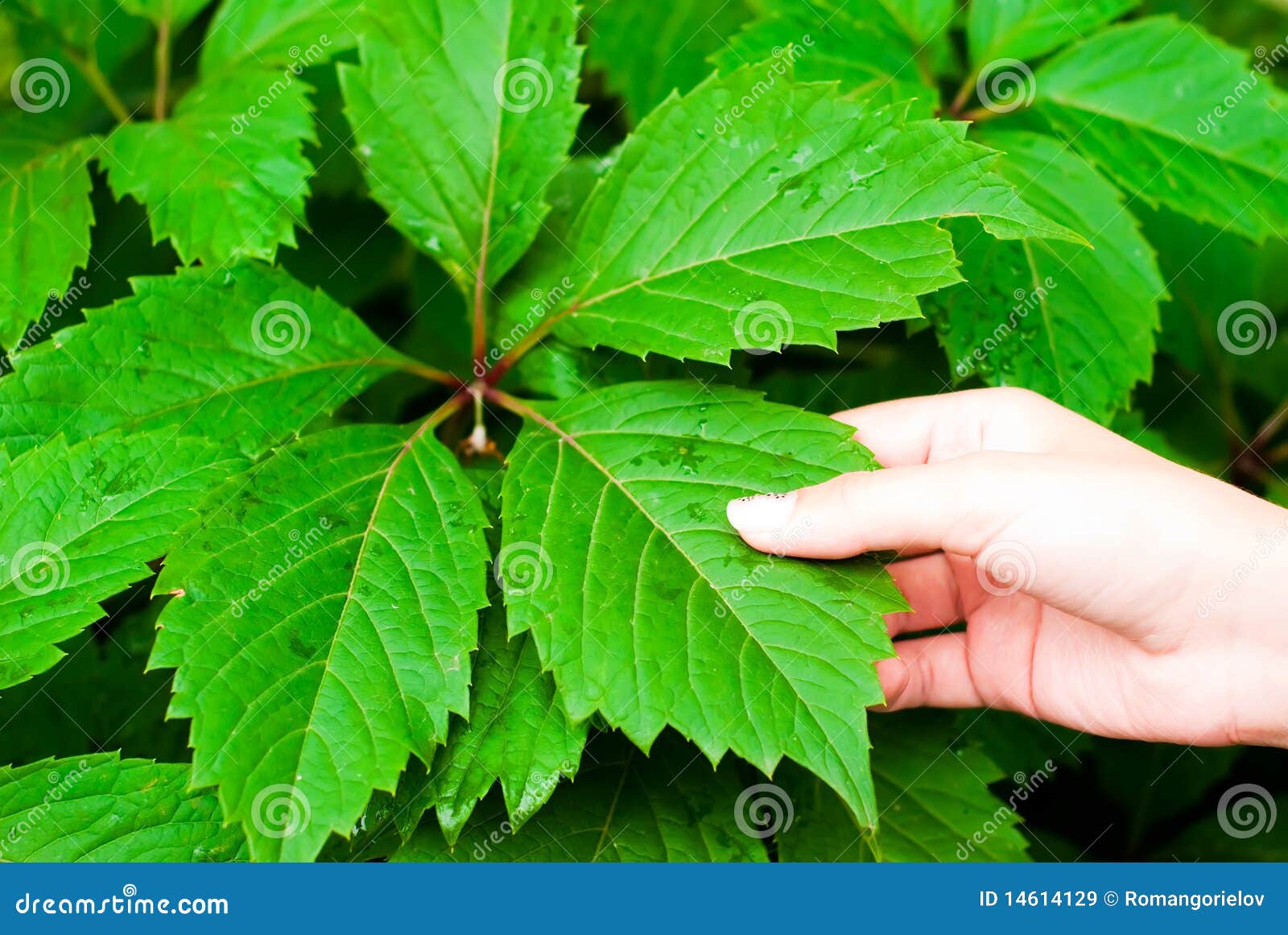 Leaf in a hand stock image. Image of summer, herb, tree - 14614129