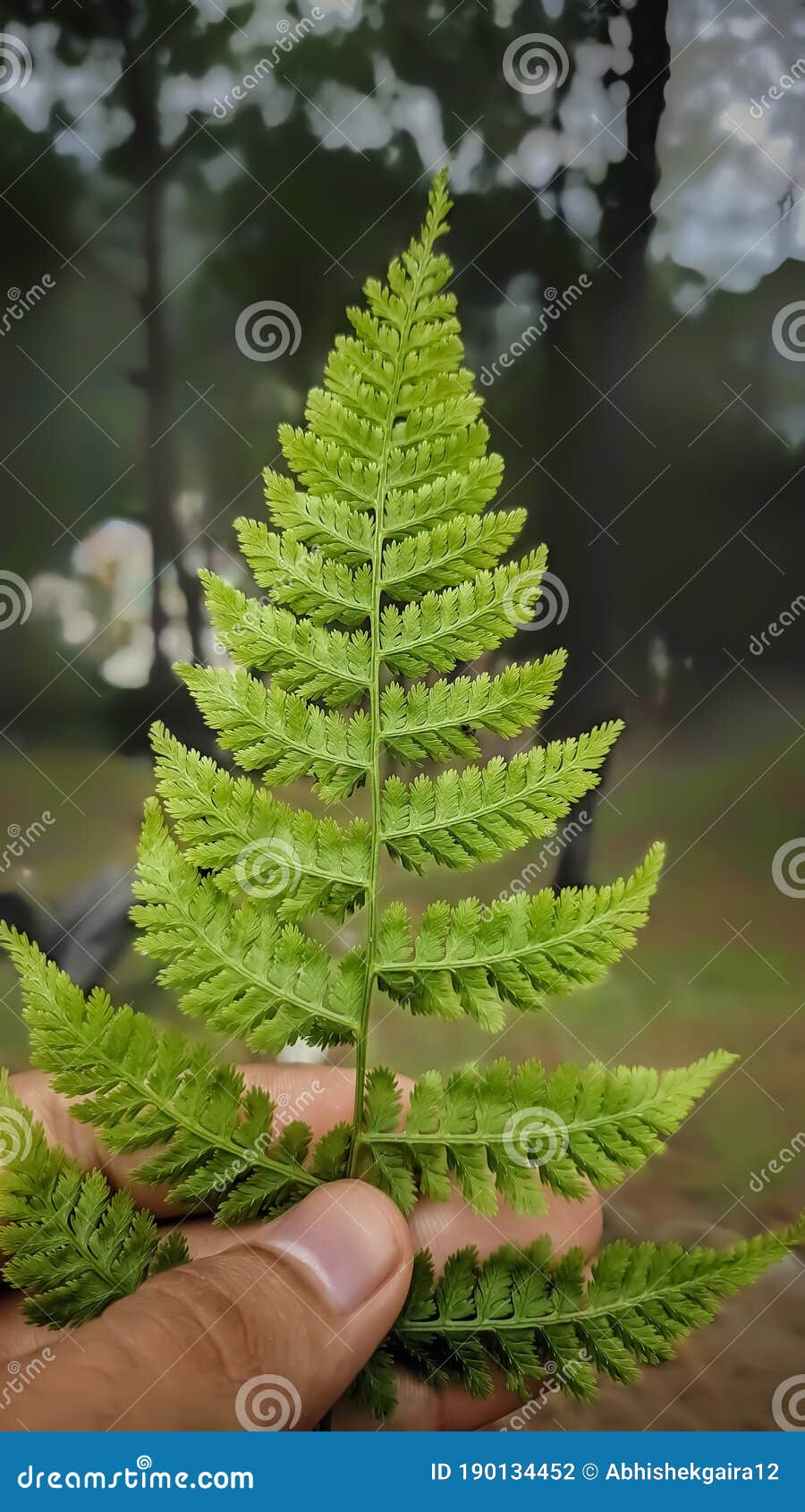 Leaf in hand stock photo. Image of spruce, plant, leaf - 190134452
