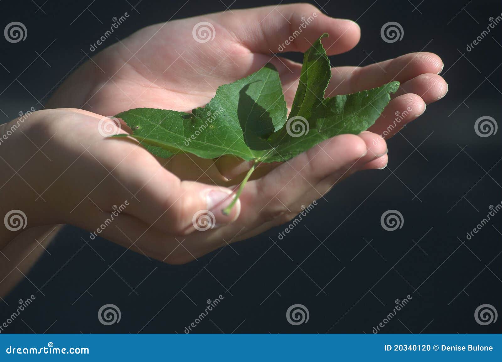 Leaf in Hand stock photo. Image of foliage, holding, green - 20340120
