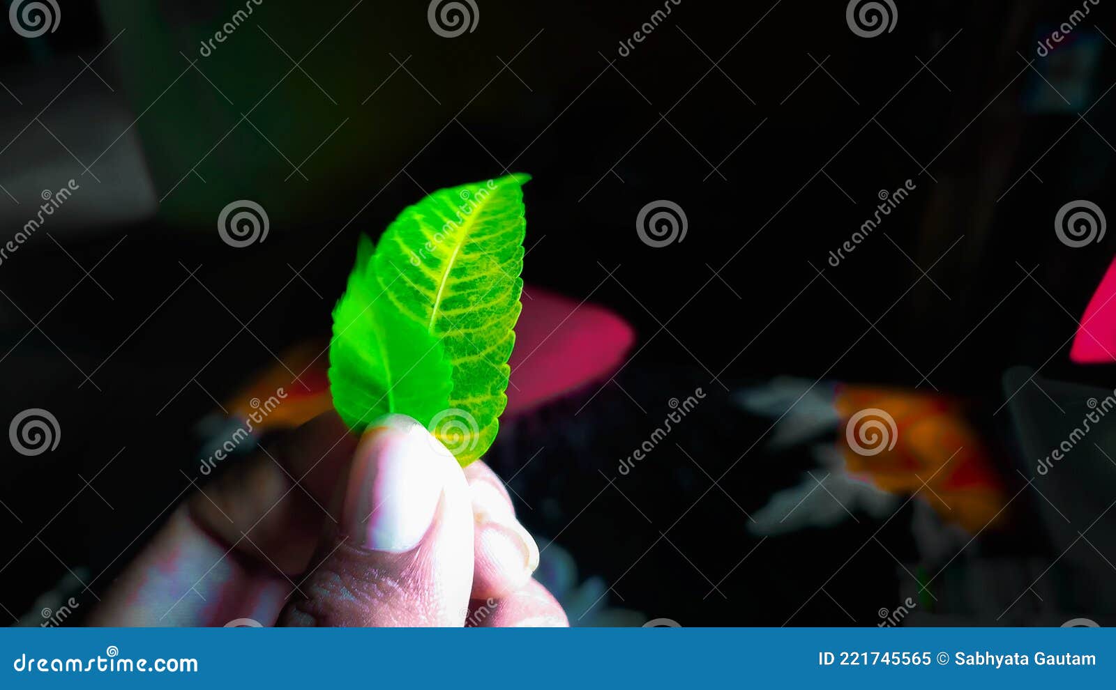 Leaf in hand, stock image. Image of nature, leaf, hand - 221745565
