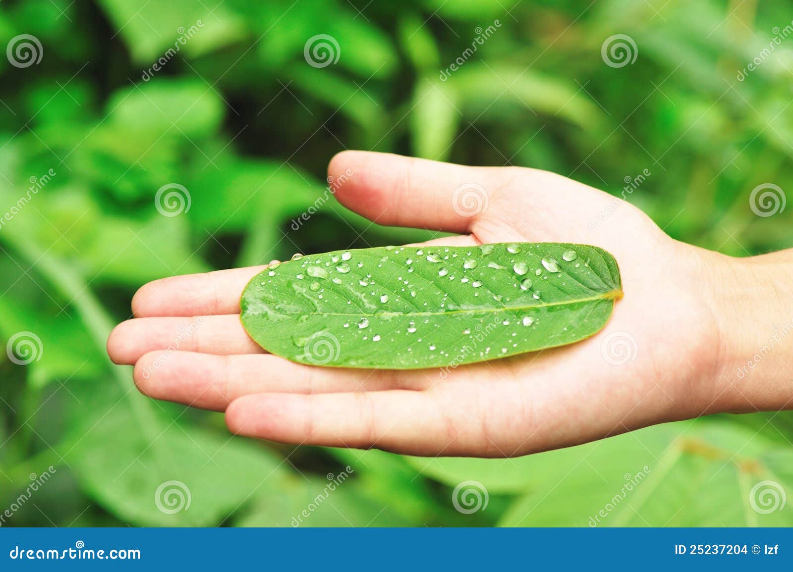 Leaf on hand stock photo. Image of droplets, waterdrops - 25237204