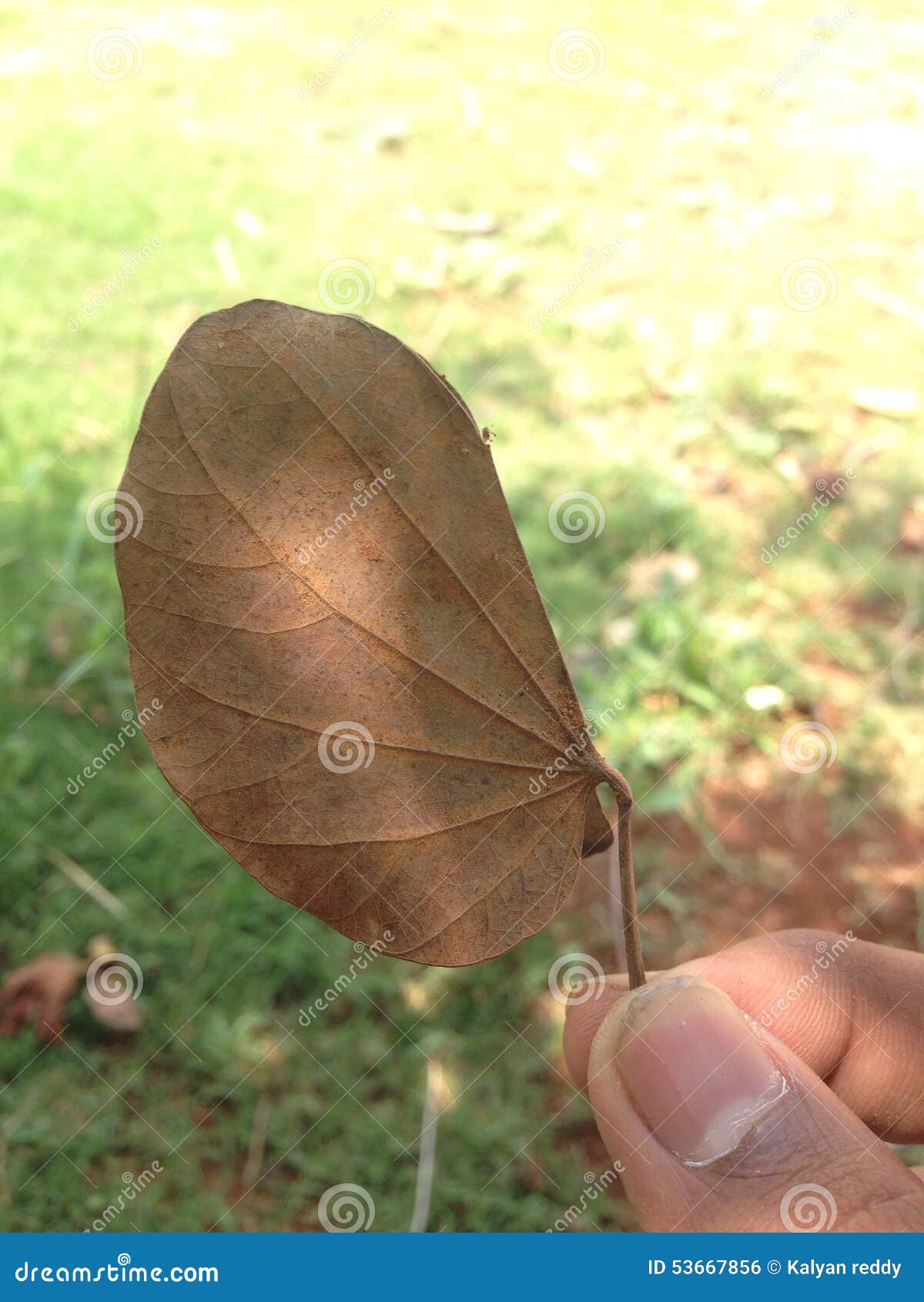 Leaf stock photo. Image of nature, garden, green, hand - 53667856