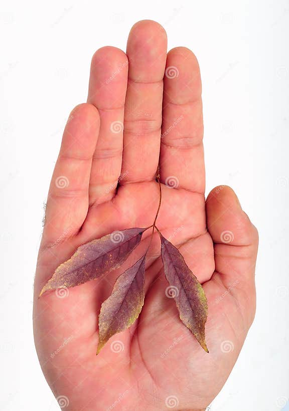 Leaf on hand stock photo. Image of plant, human, hand - 7218210