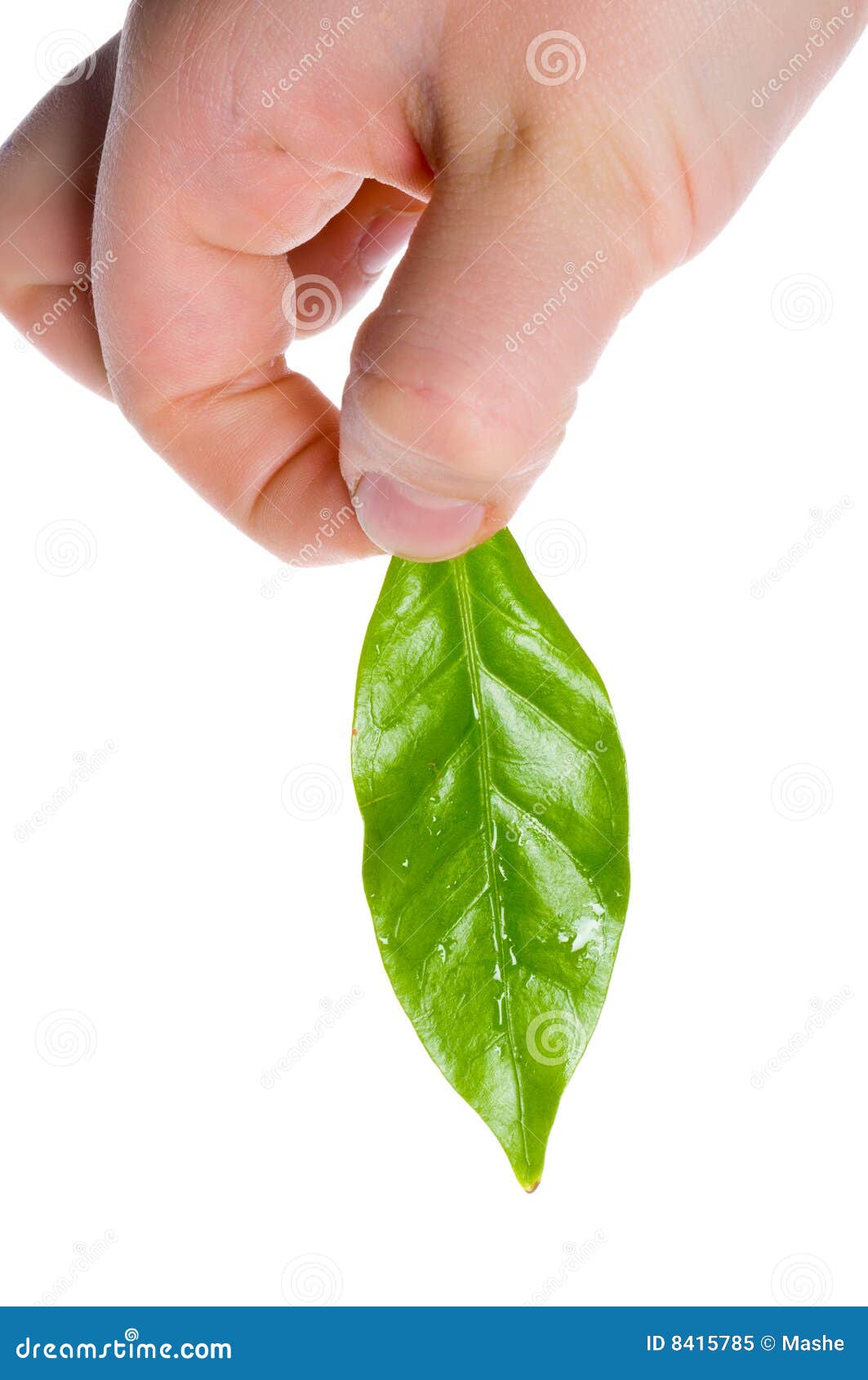 Leaf in a hand stock image. Image of leaf, human, finger - 8415785