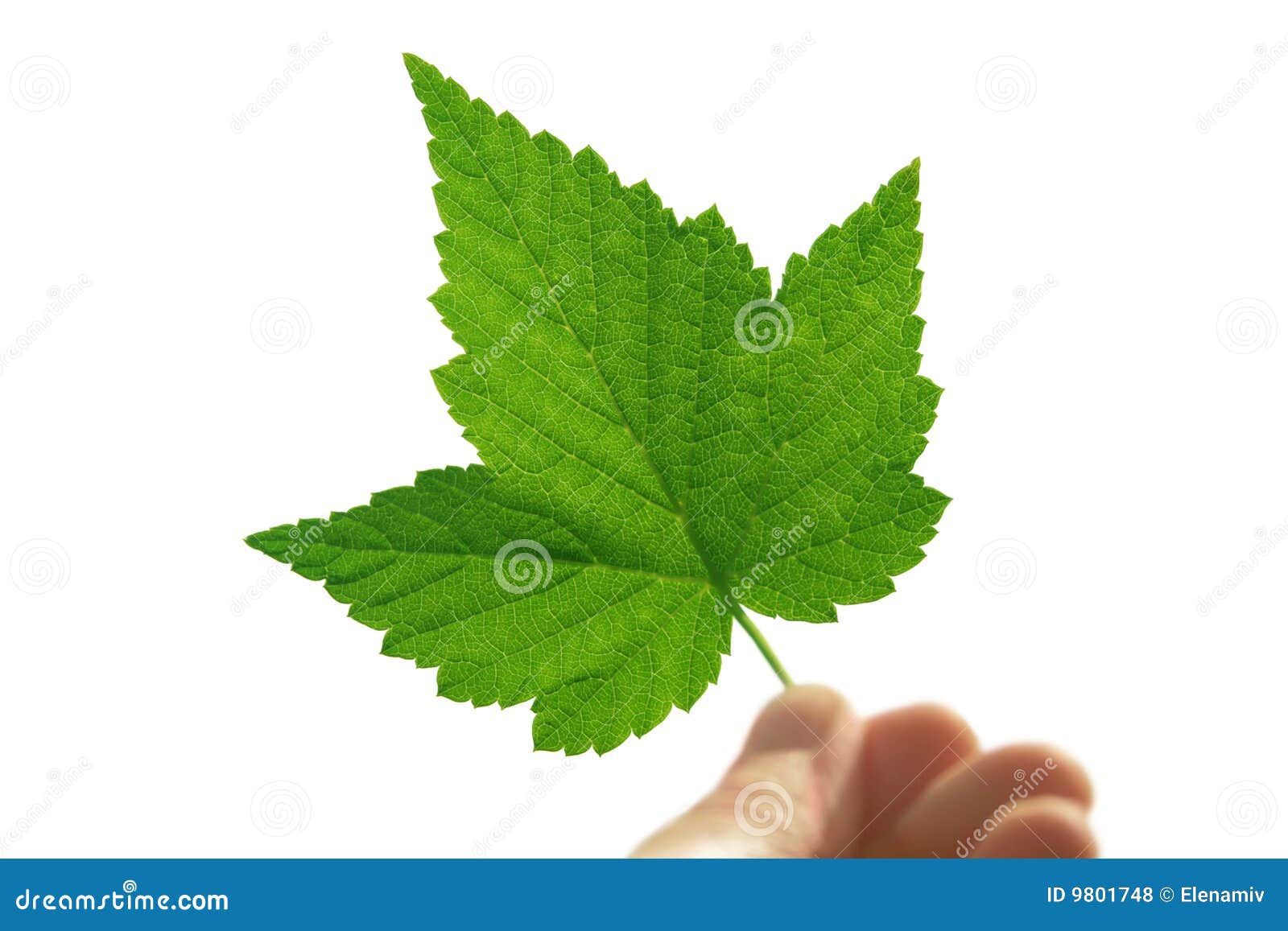 Leaf in the hand. stock photo. Image of bush, gardening - 9801748
