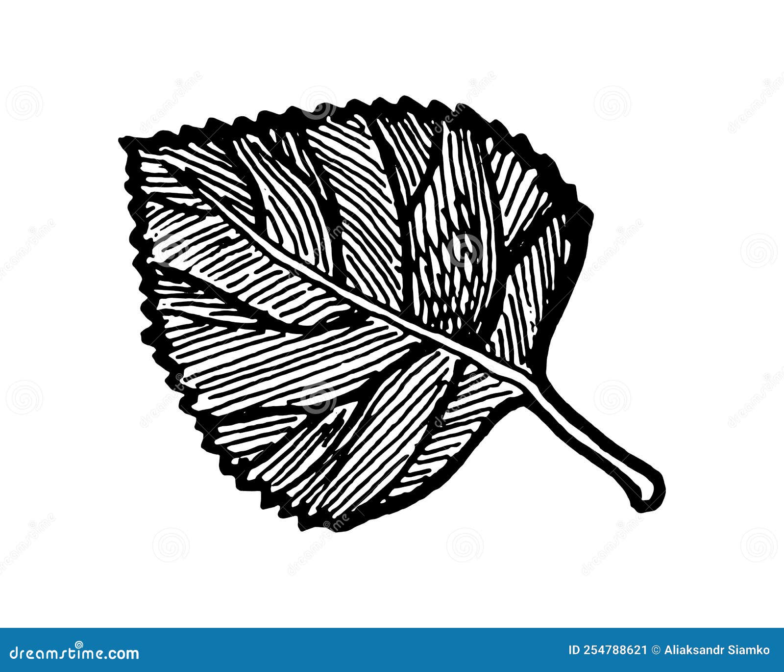 Leaf Hand Drawn Sketch Illustration Stock Vector - Illustration of ...
