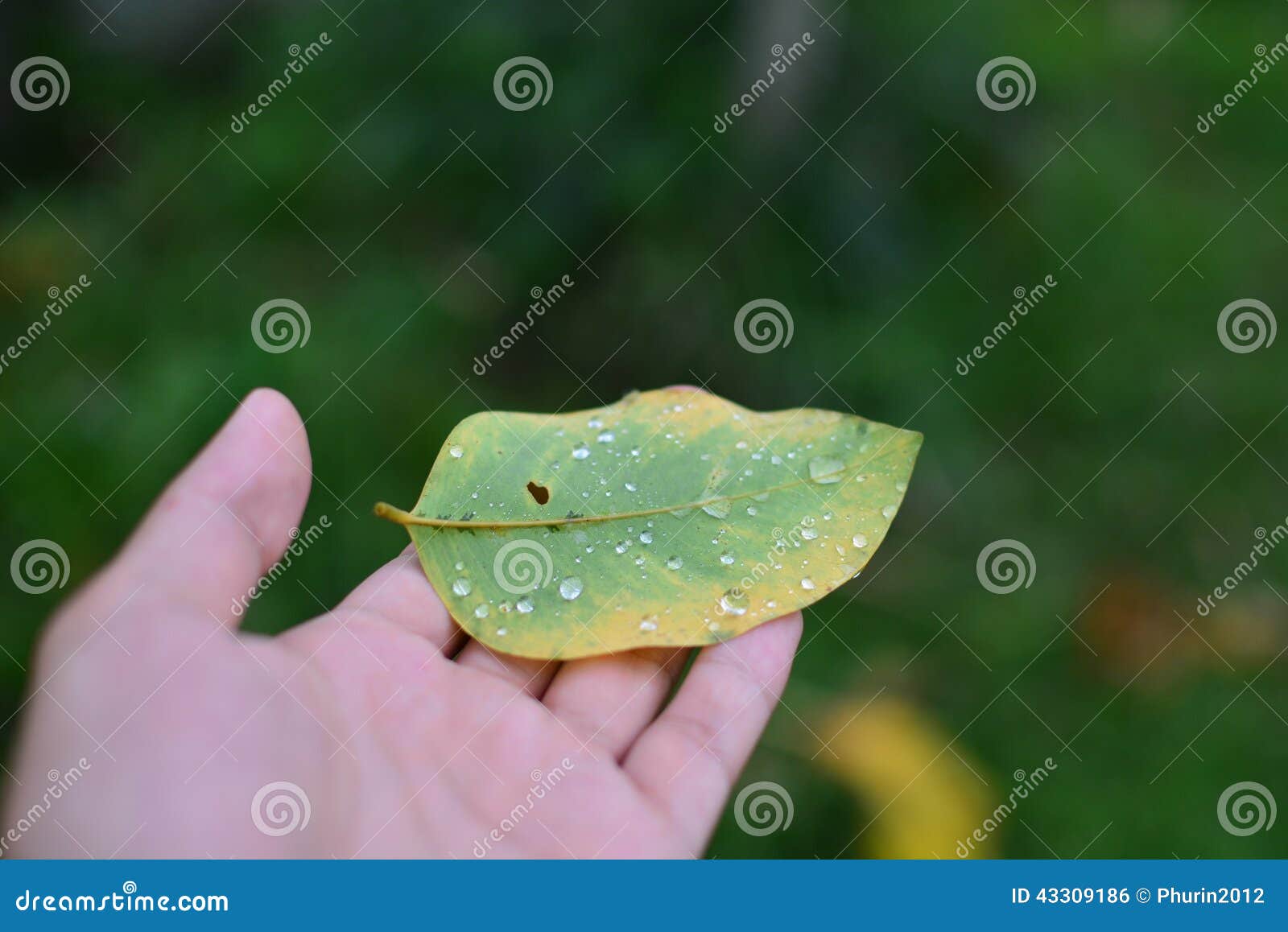 Leaf on hand stock photo. Image of plant, nature, bokeh - 43309186