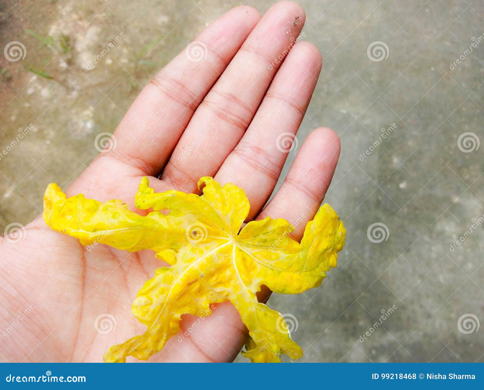 Leaf on hand stock photo. Image of human, hand, papaya - 99218468