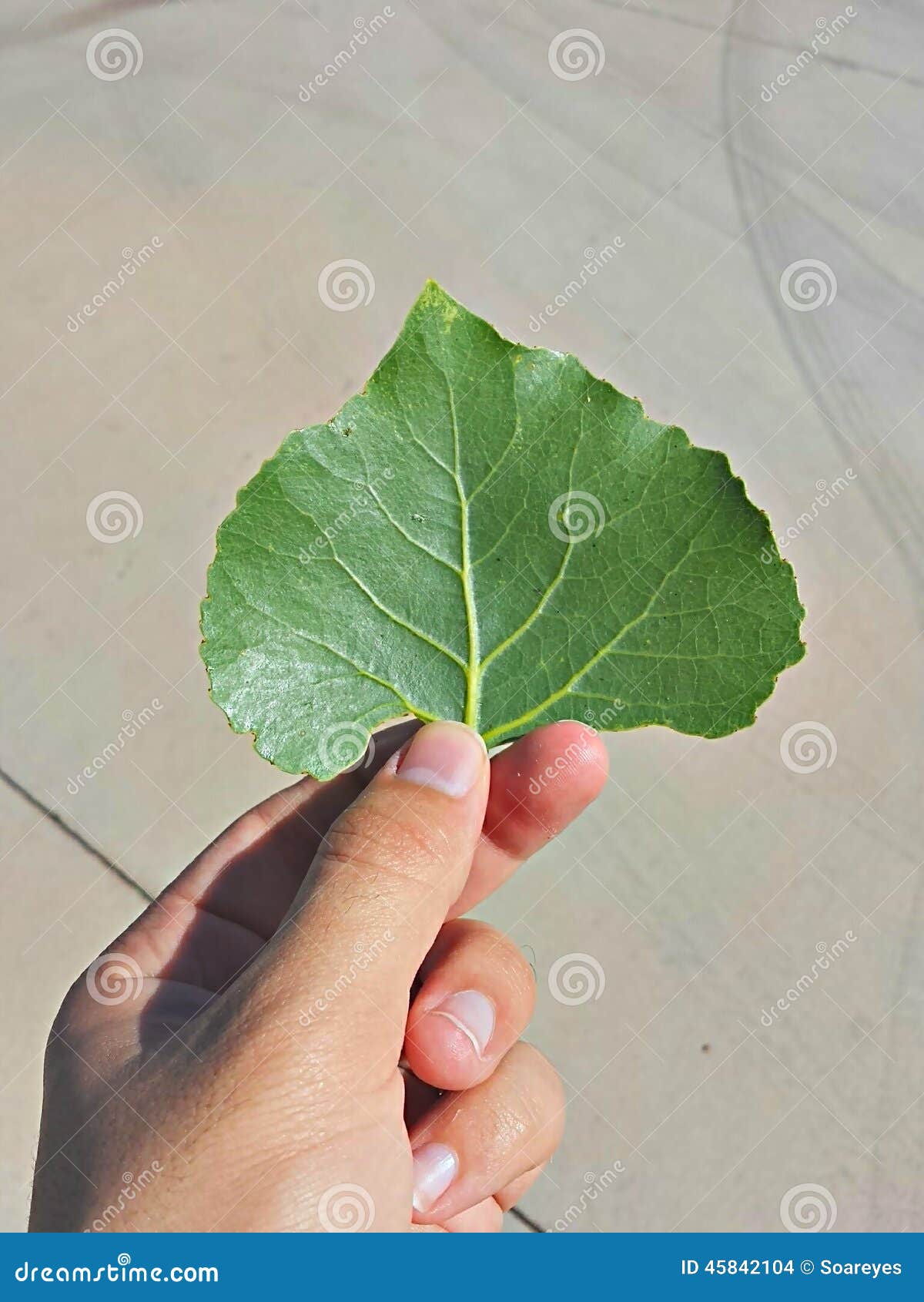 Leaf in hand stock photo. Image of garden, veins, summer - 45842104
