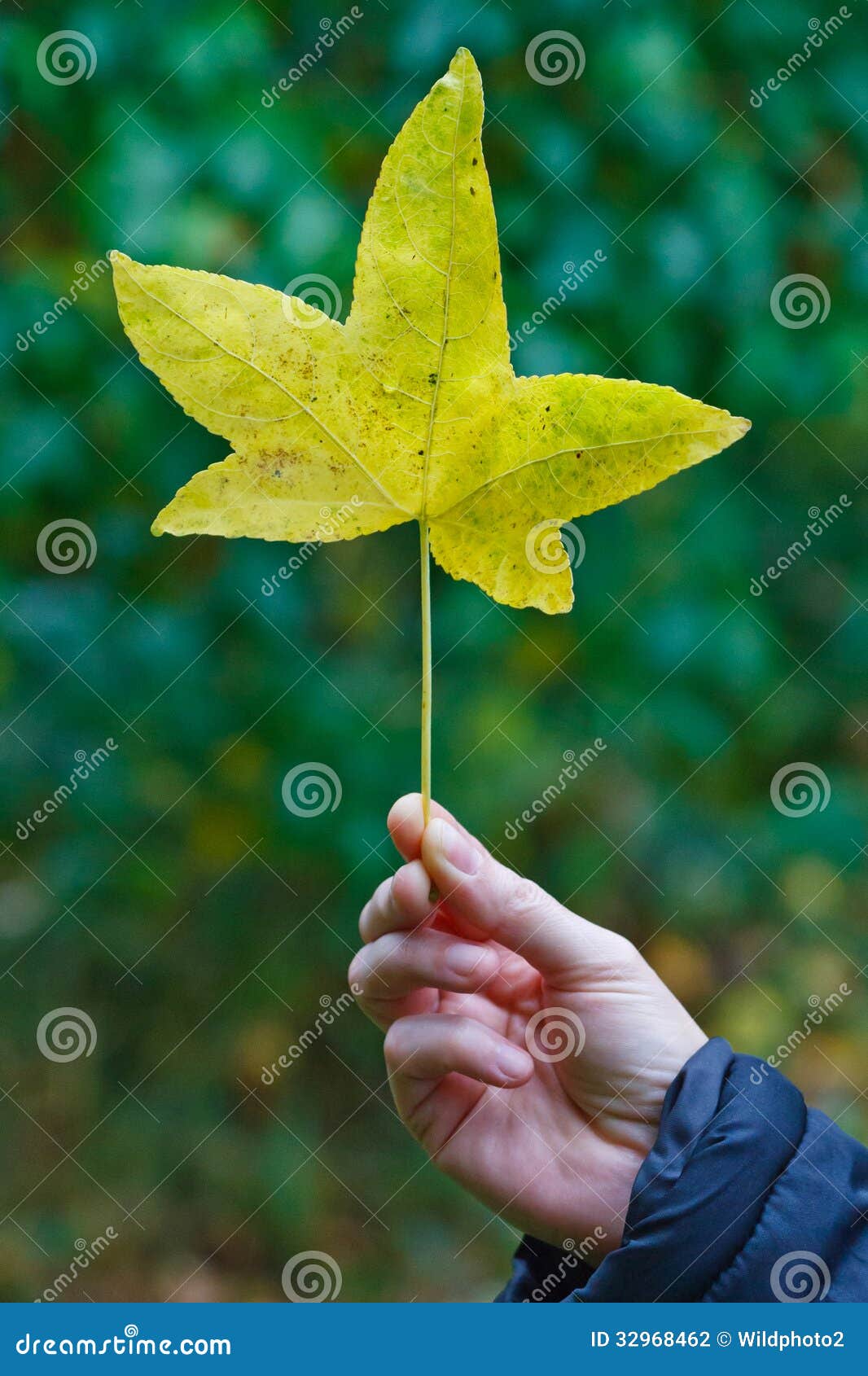 Leaf in hand stock photo. Image of closeup, nature, season - 32968462