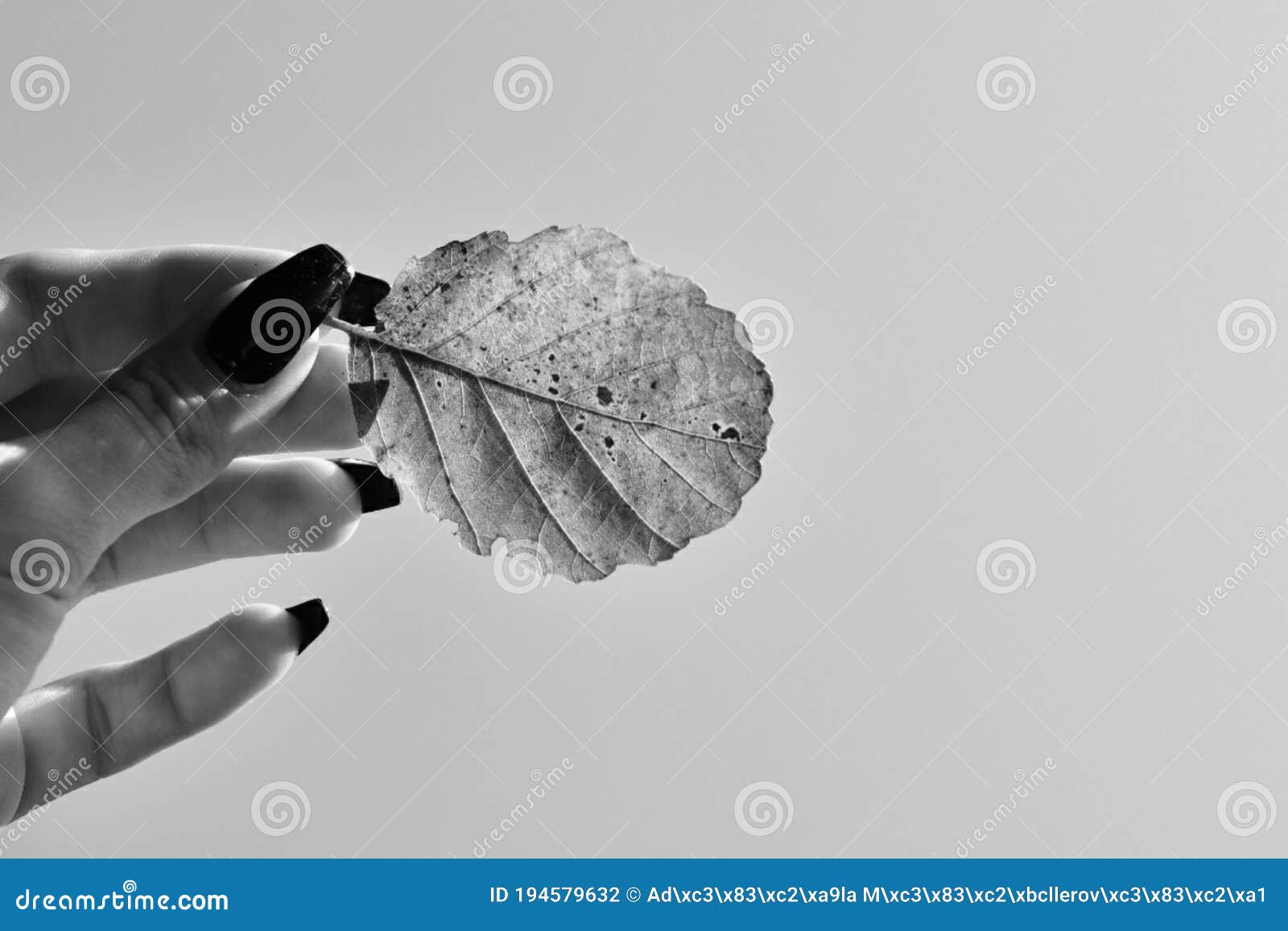 Leaf in hand stock photo. Image of monochrome, petal - 194579632