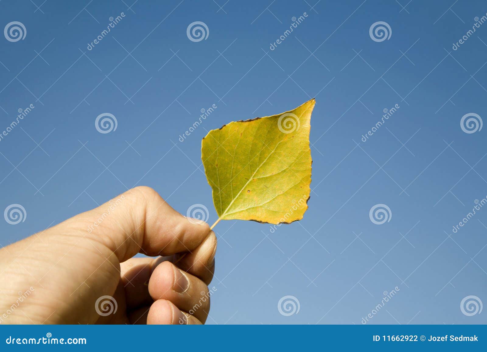 Leaf and the hand of man stock photo. Image of autumn - 11662922