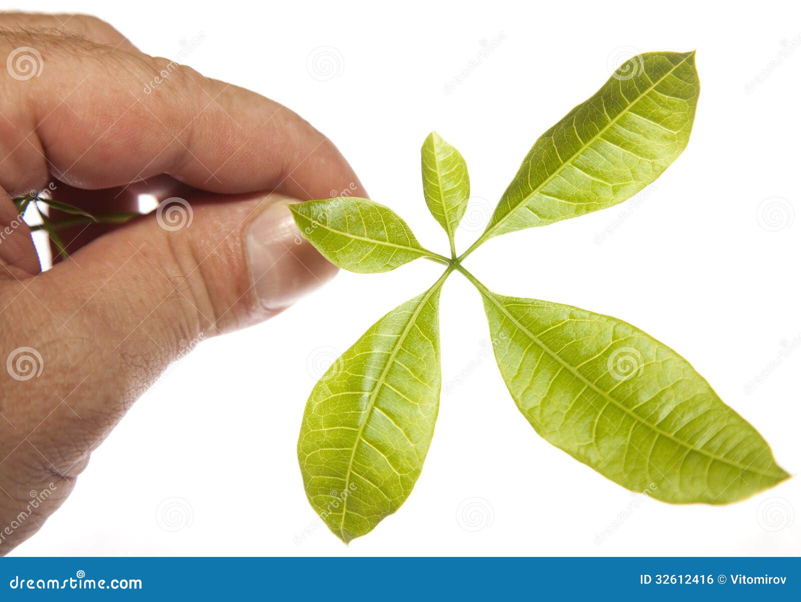 Leaf in hand stock photo. Image of nature, summer, environment - 32612416