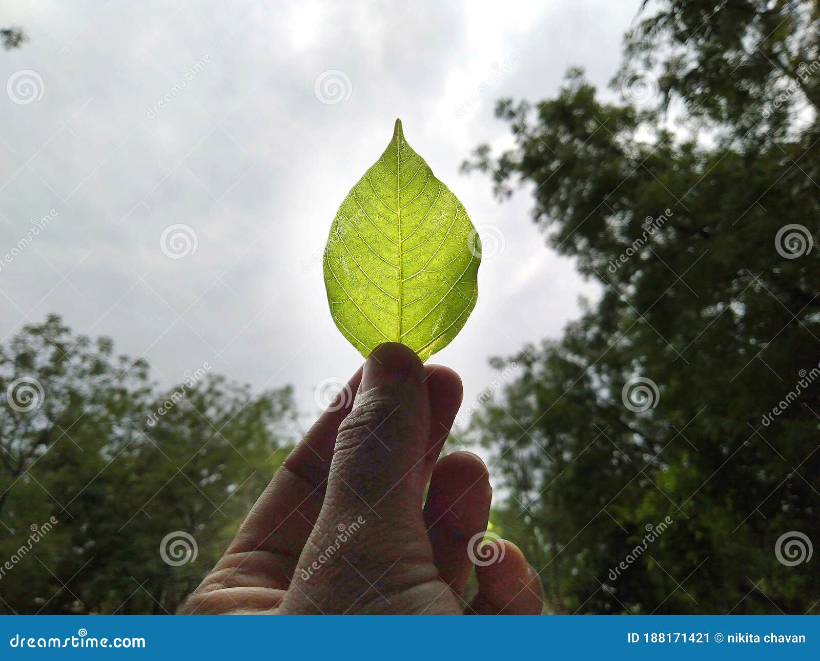 Leaf in the Hand with Trees and Sky in the Background Stock Image ...