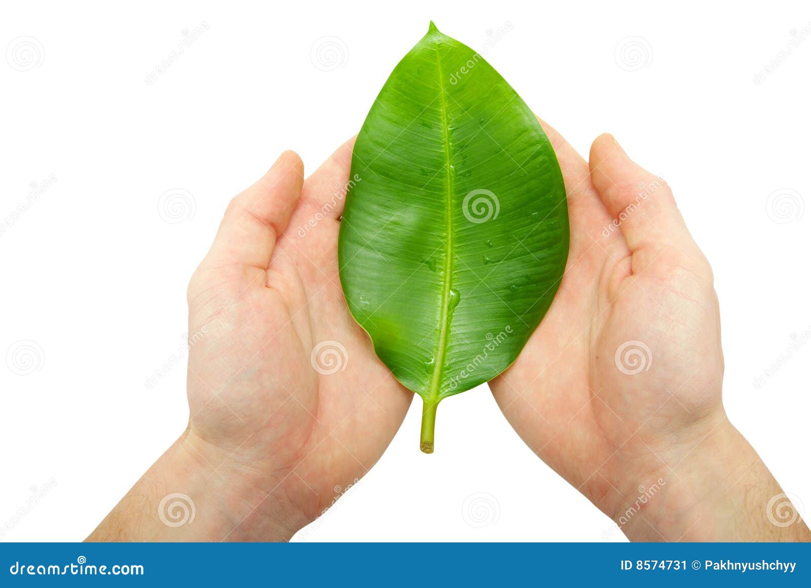 Leaf in hands stock image. Image of pattern, plant, foliage - 8574731