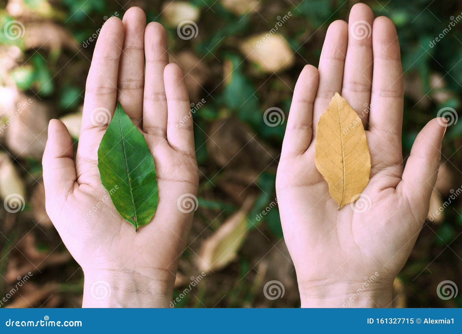 Leaf in Hands, Palms. Concept of Nature Protection, Environment ...