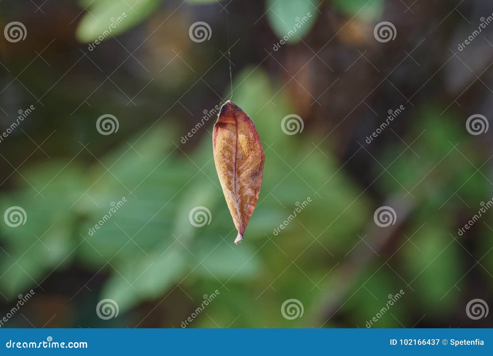 Leaf Hanging on the Spider Web Stock Image - Image of background ...