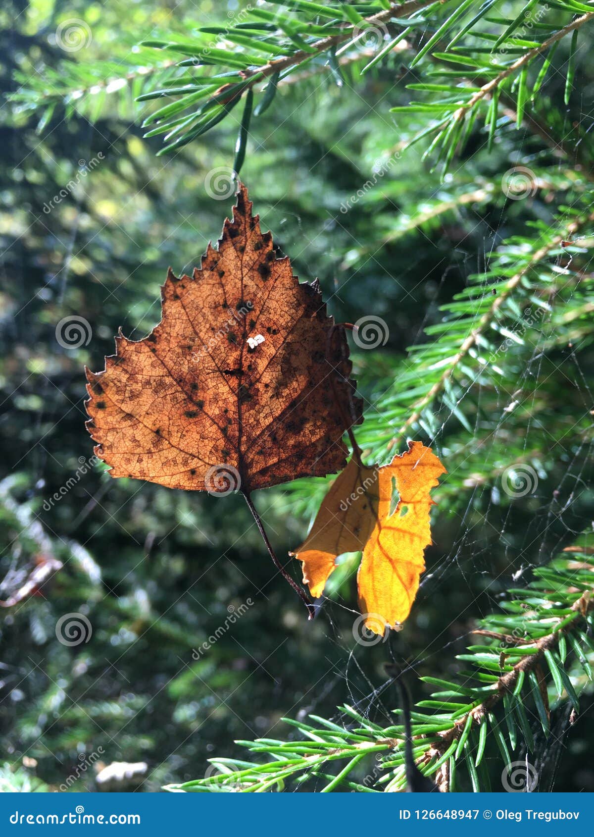 Leaf Hanging in a Web on a Tree Stock Image - Image of color, nest ...