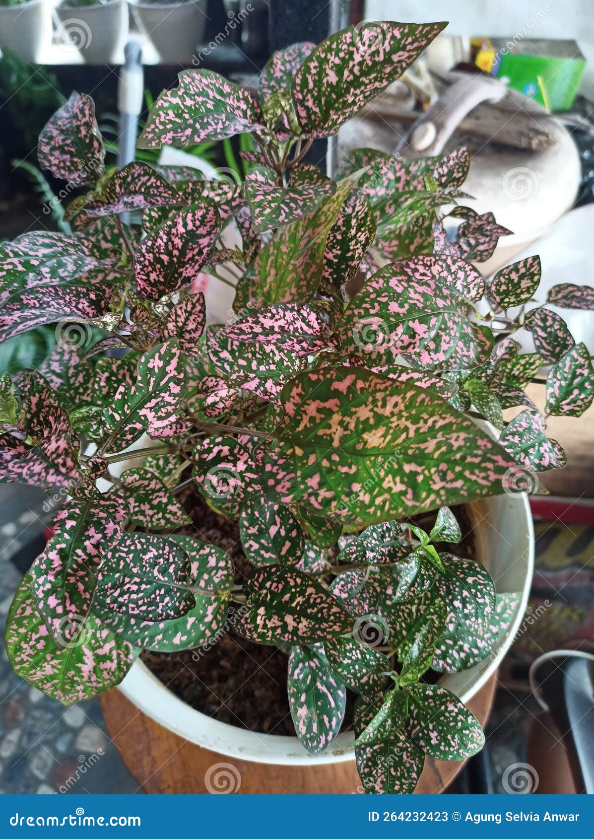 This Leaf Have a really Cool Details Texture Stock Image - Image of ...