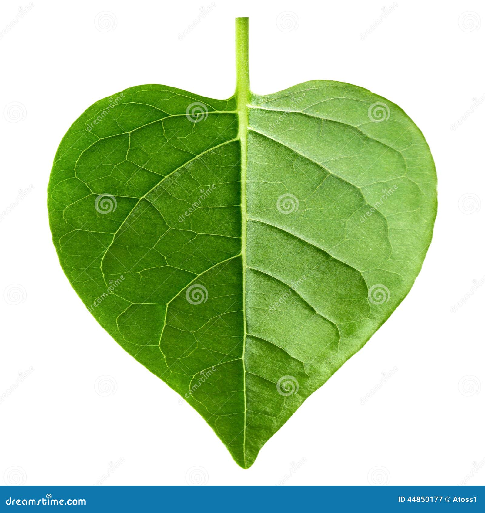 Leaf heart stock image. Image of ecology, grow, leaves - 44850177