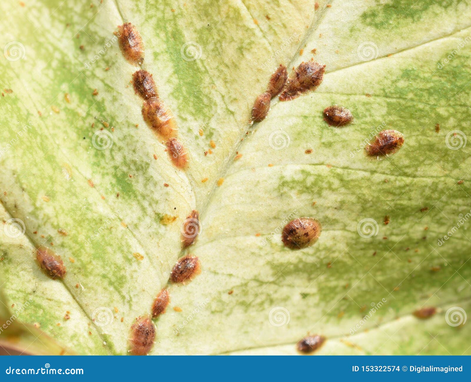 Coccoidea Pest Infestion on Green Leaf Stock Photo - Image of green ...